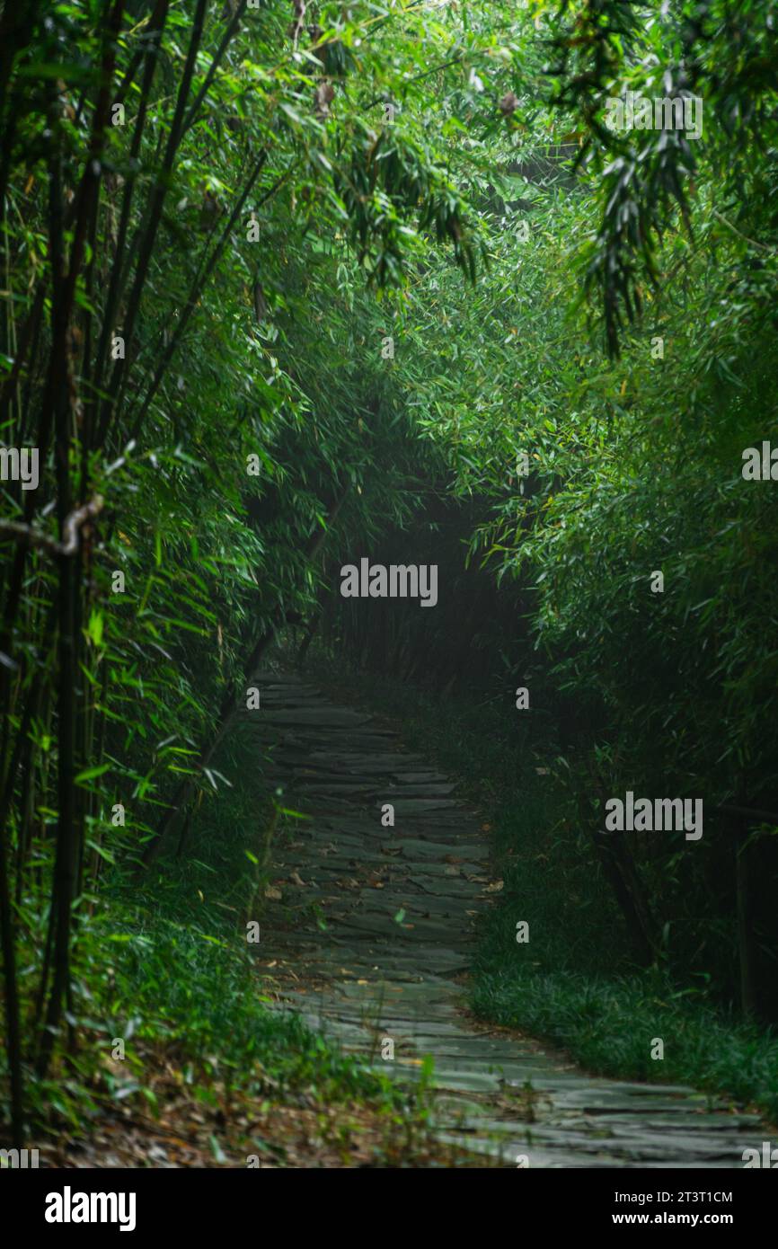 A quiet path in the bamboo forest Stock Photo - Alamy