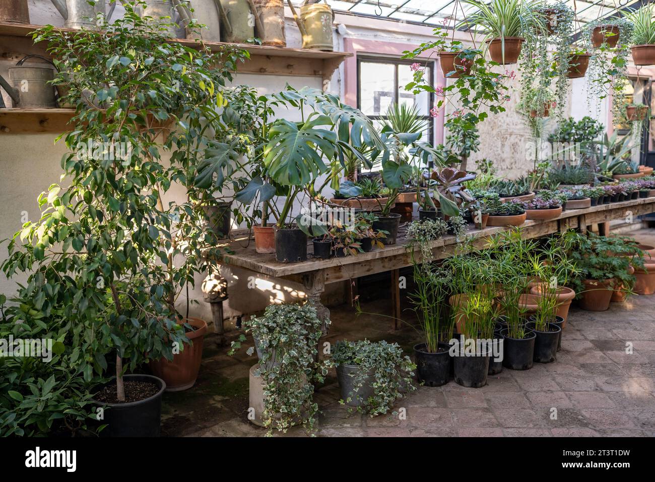 Cozy interior of flower shop selling decorative plants looking like ...