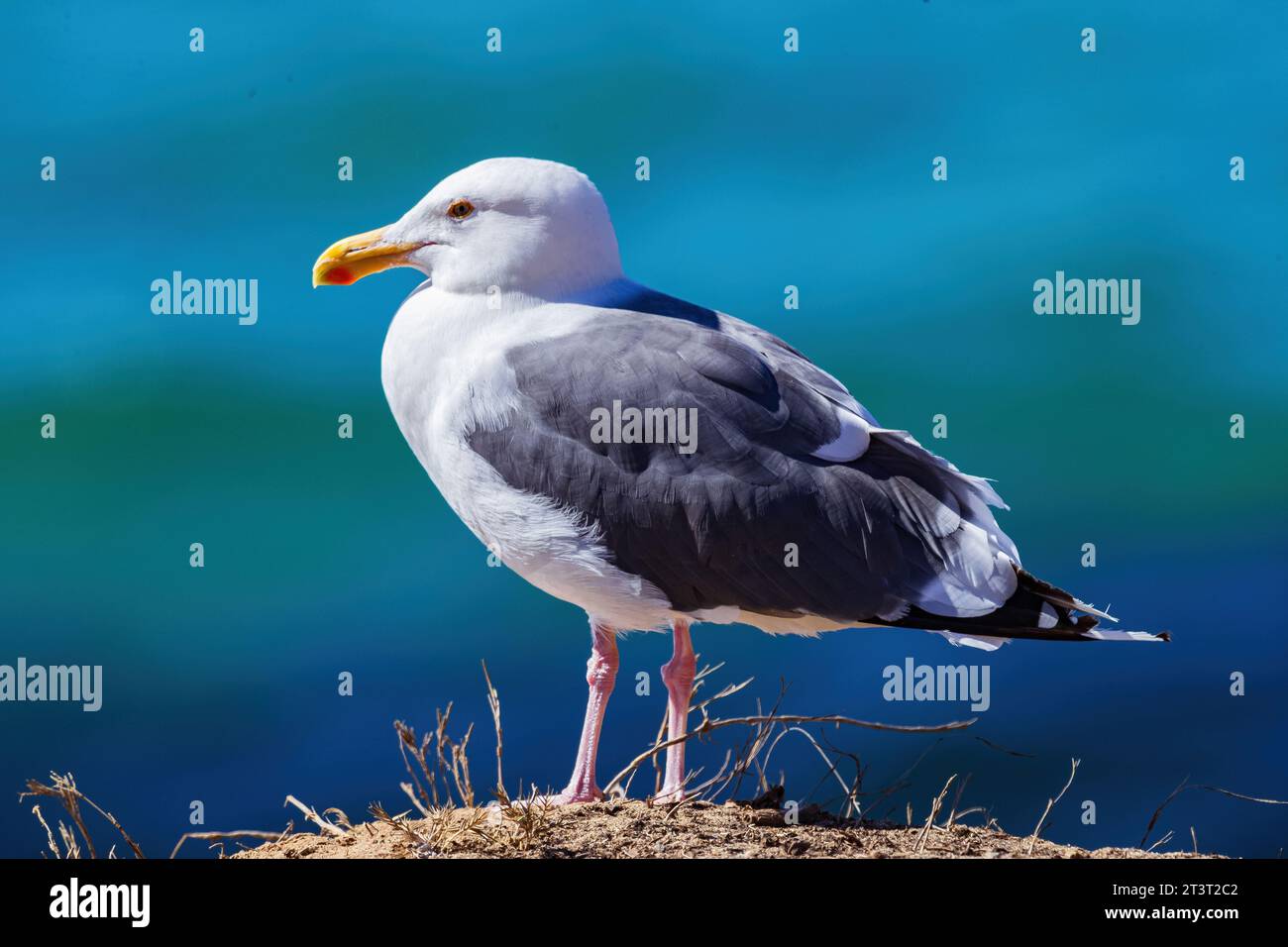 A Western Gull standing on a sandy cliff in La Jolla, California with ...