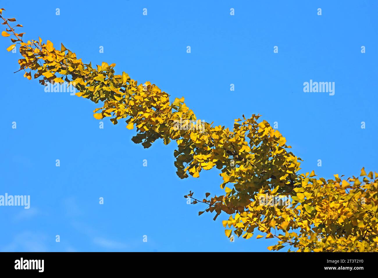 Bäume aus fernen Ländern Das goldene Laub vom Ginkgo Baum im Herbst ...