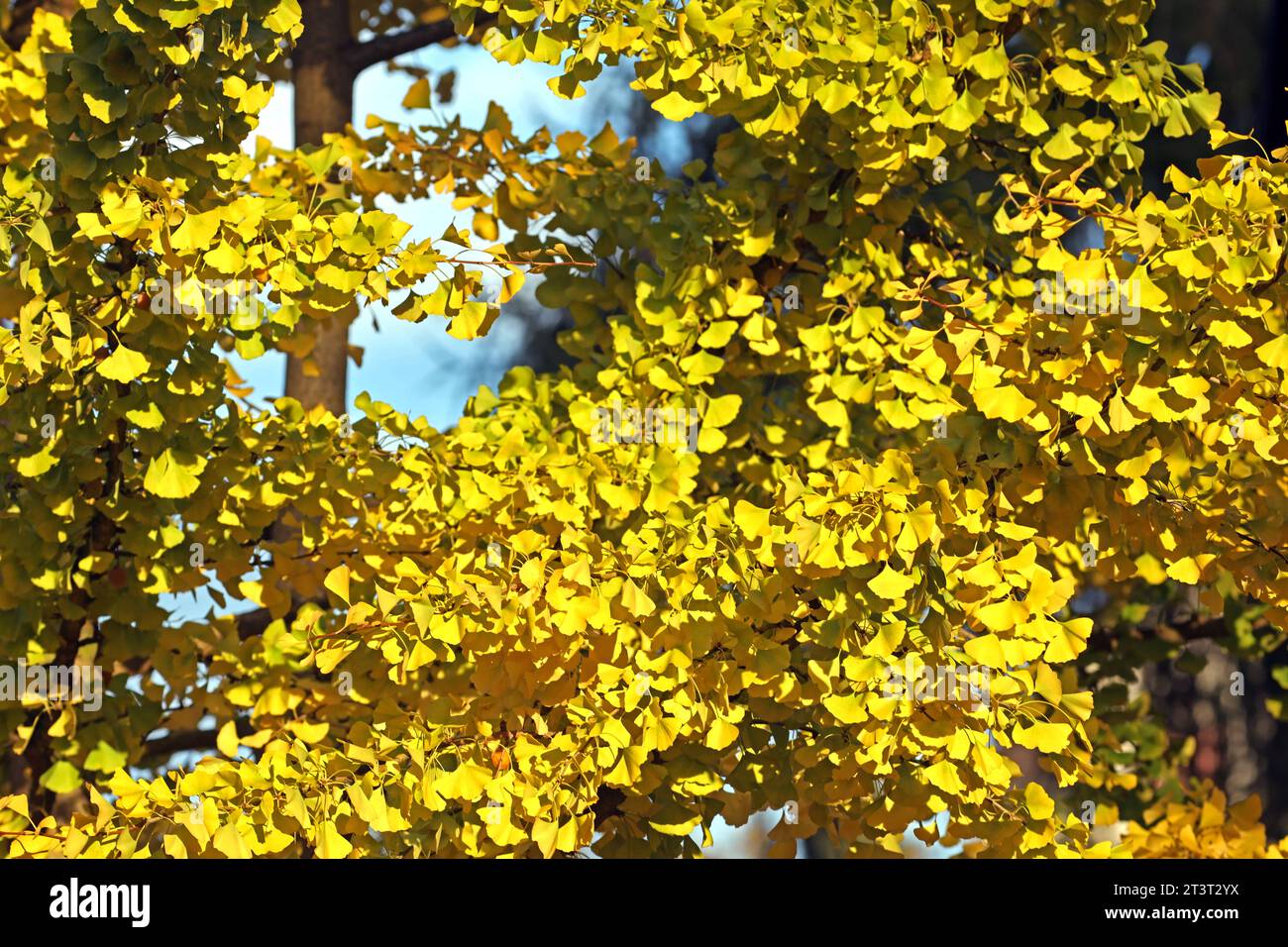 Bäume aus fernen Ländern Das goldene Laub vom Ginkgo Baum im Herbst ...