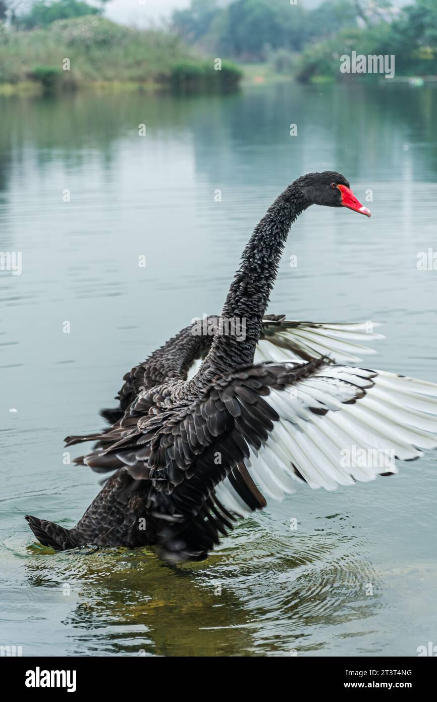 Black geese hi-res stock photography and images - Alamy