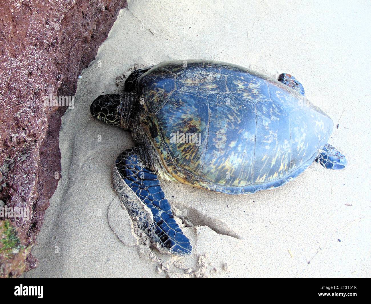 Sea Turtle in Hawaii - Sea turtle on the sand Stock Photo - Alamy