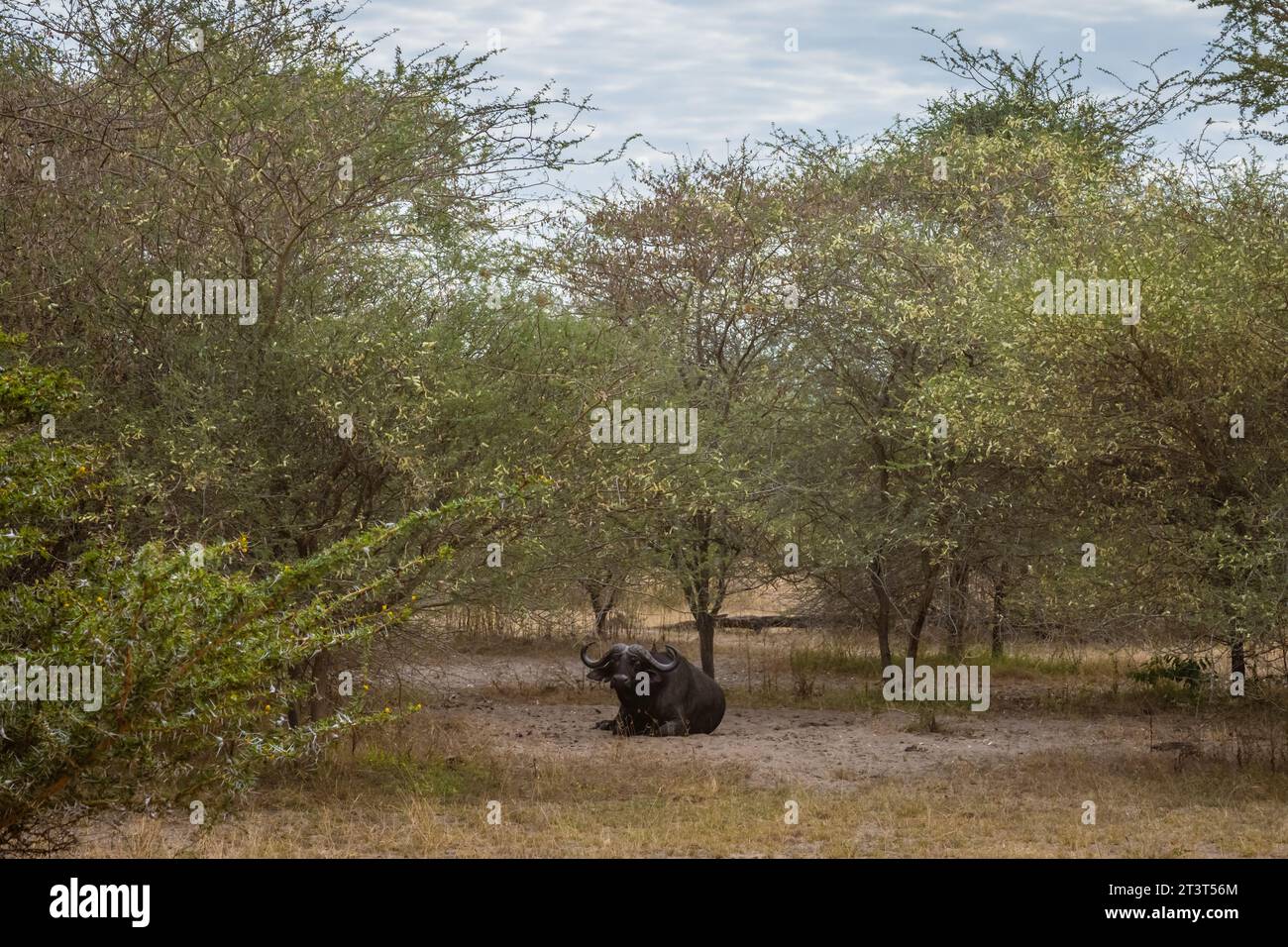 Lone buffalo in Selous Game Reserve in Tanzania Stock Photo - Alamy