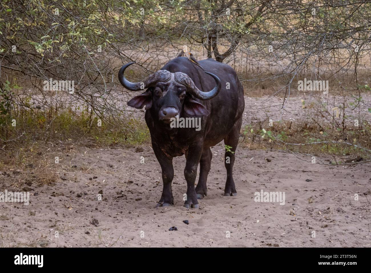 Lone buffalo in Selous Game Reserve in Tanzania Stock Photo - Alamy