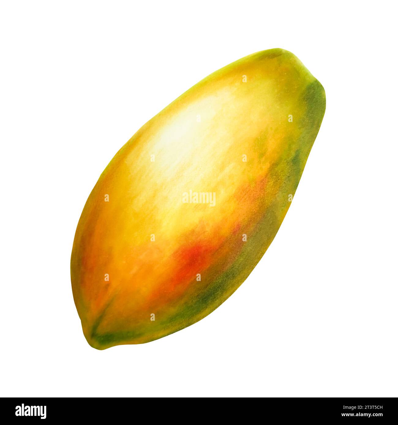 Watercolor sweet ripe papaya. Hand drawn realistic tasty organic ...