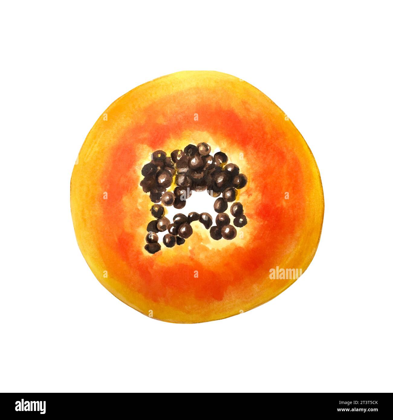 Watercolor sweet ripe slice of papaya with grains. Hand drawn realistic ...
