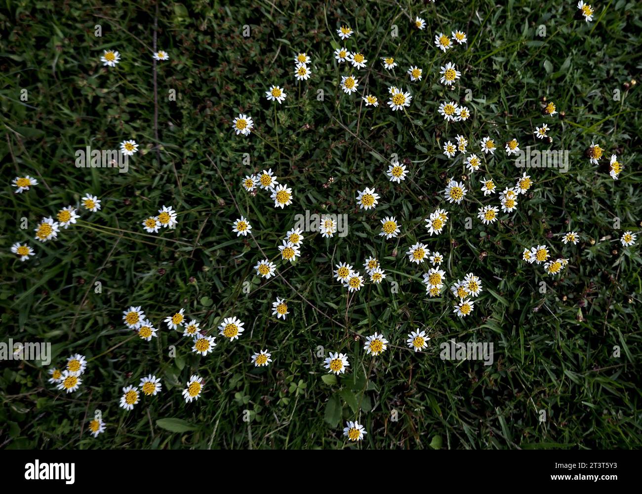 Daisies view hi-res stock photography and images - Alamy