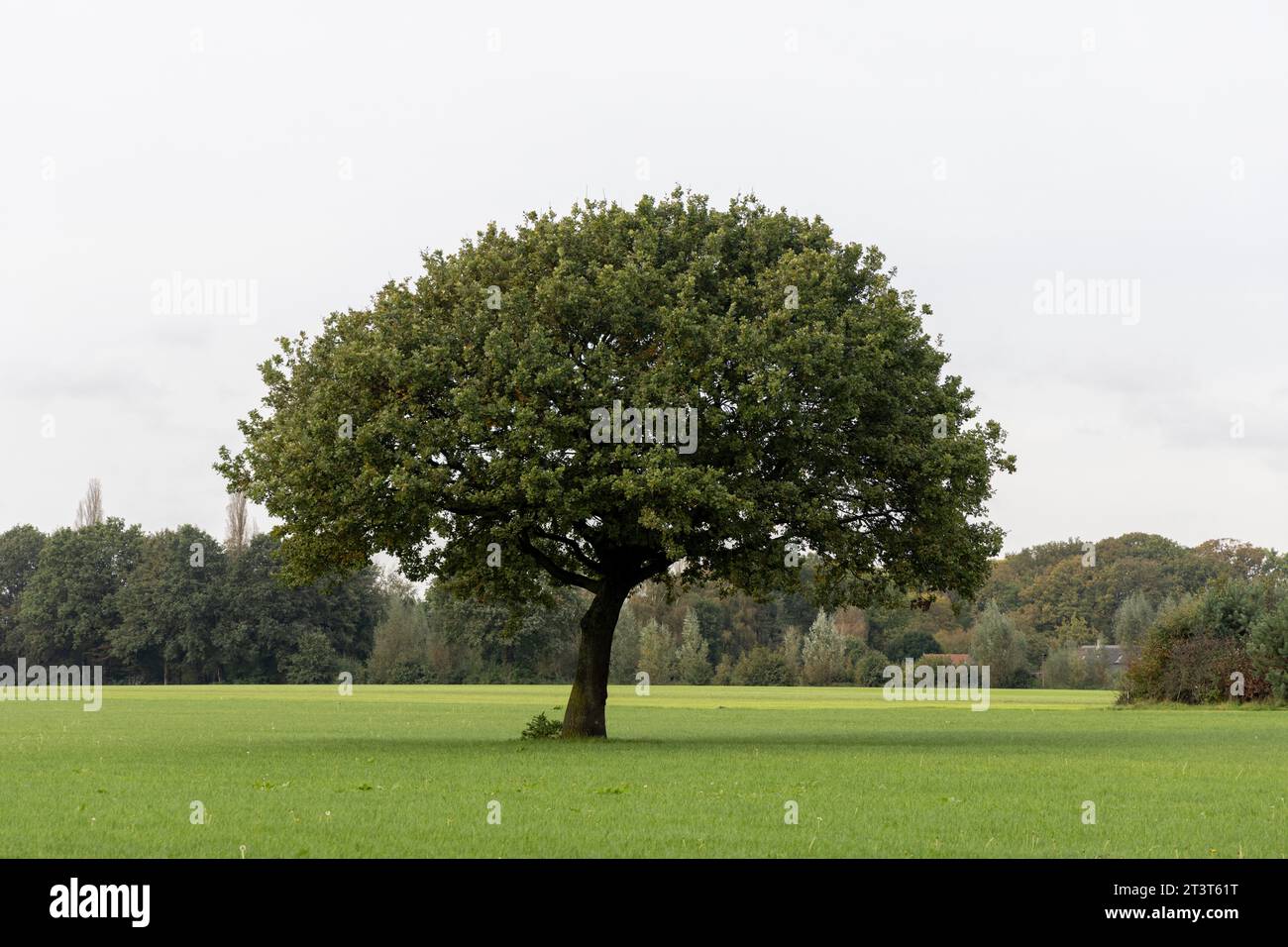 Single oak tree with beautiful green crown on a flat grass field ...
