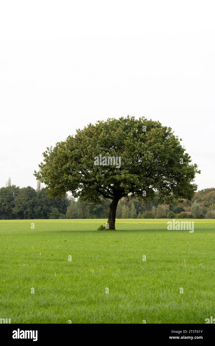 Single oak tree with beautiful green crown on a flat grass field ...