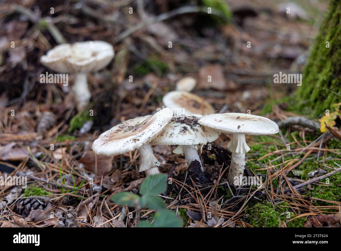 False death caps hi-res stock photography and images - Alamy