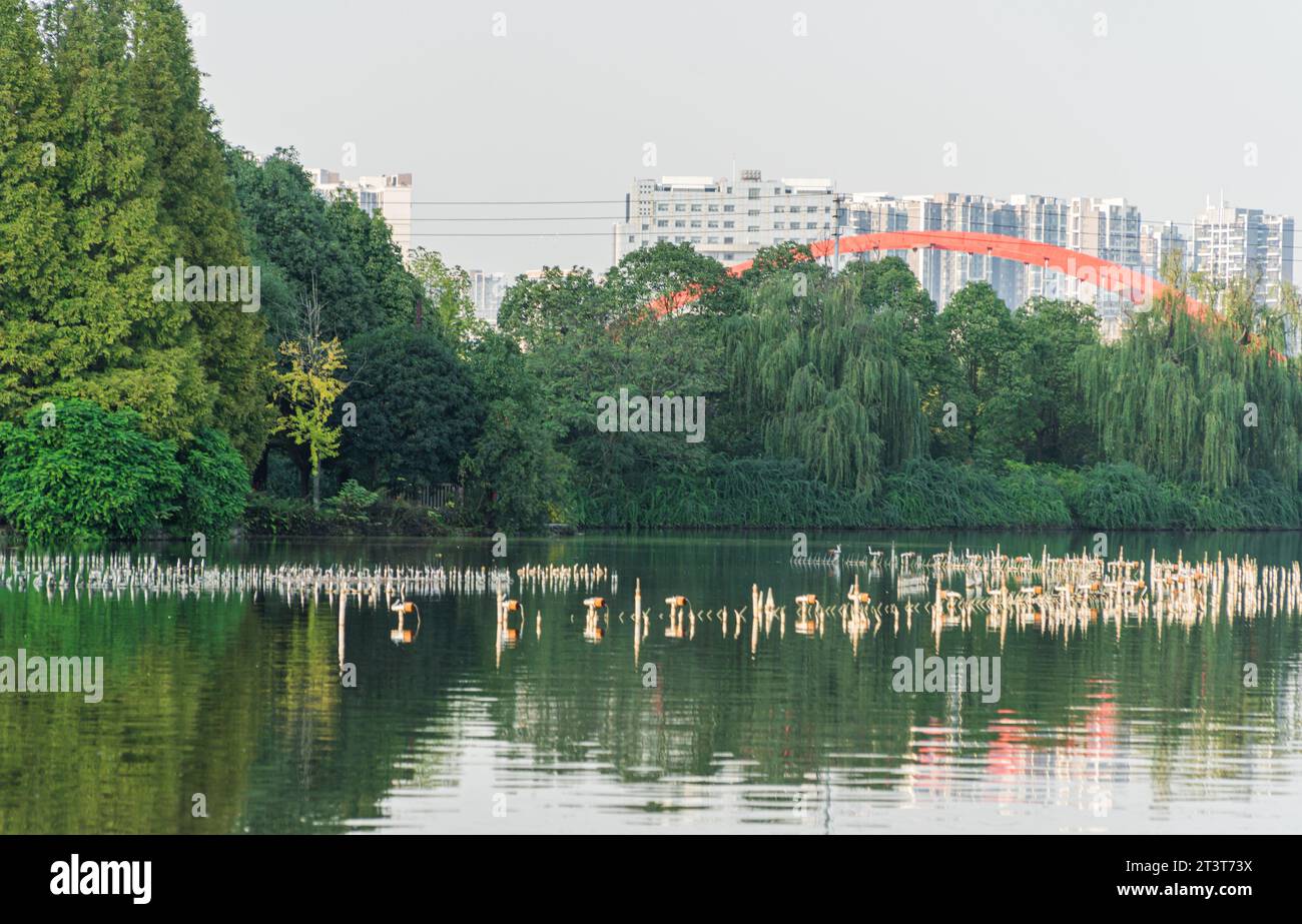 Urban Parks in Chengdu Stock Photo - Alamy
