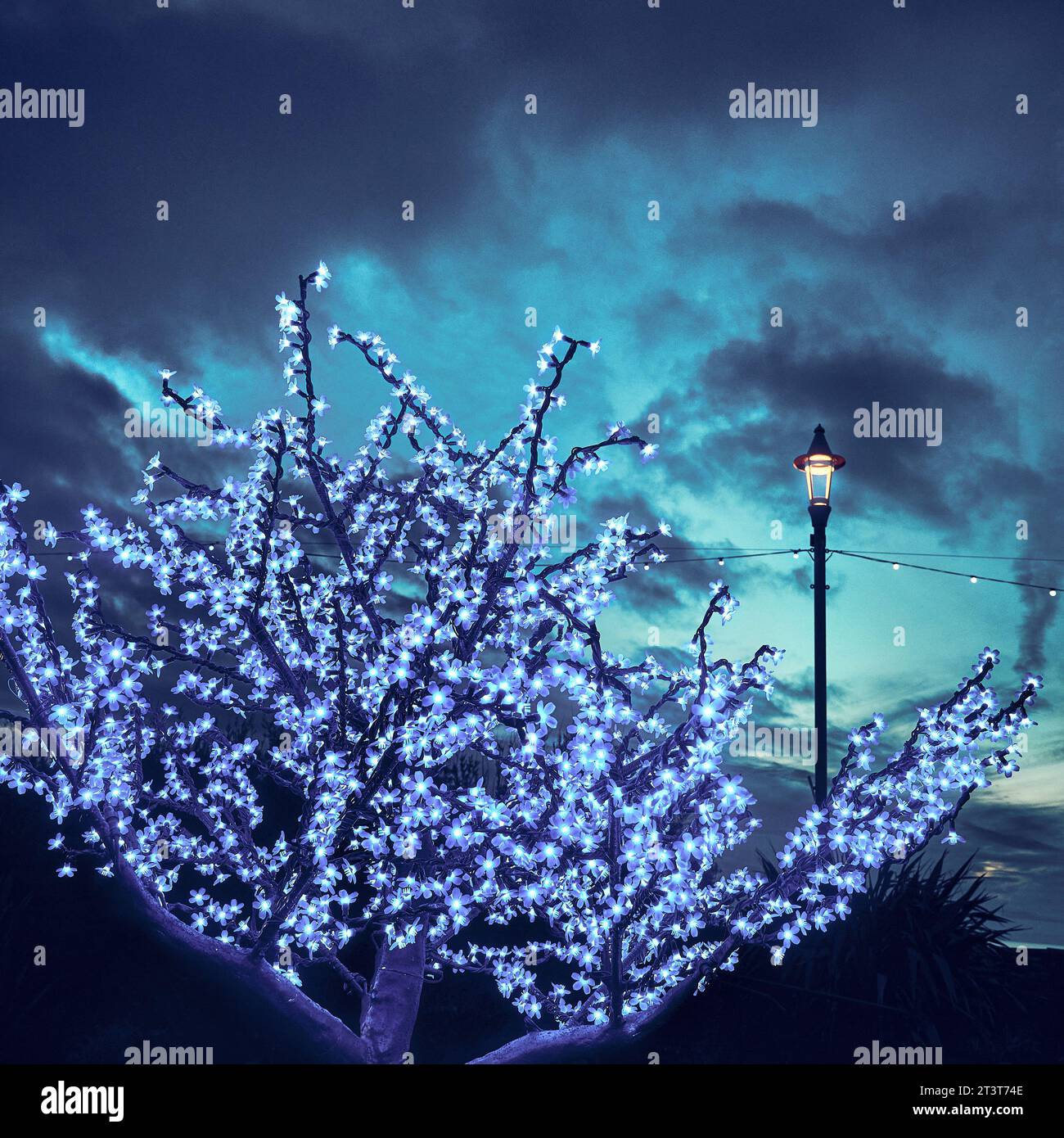 Lamp post and blue tree hi-res stock photography and images - Alamy