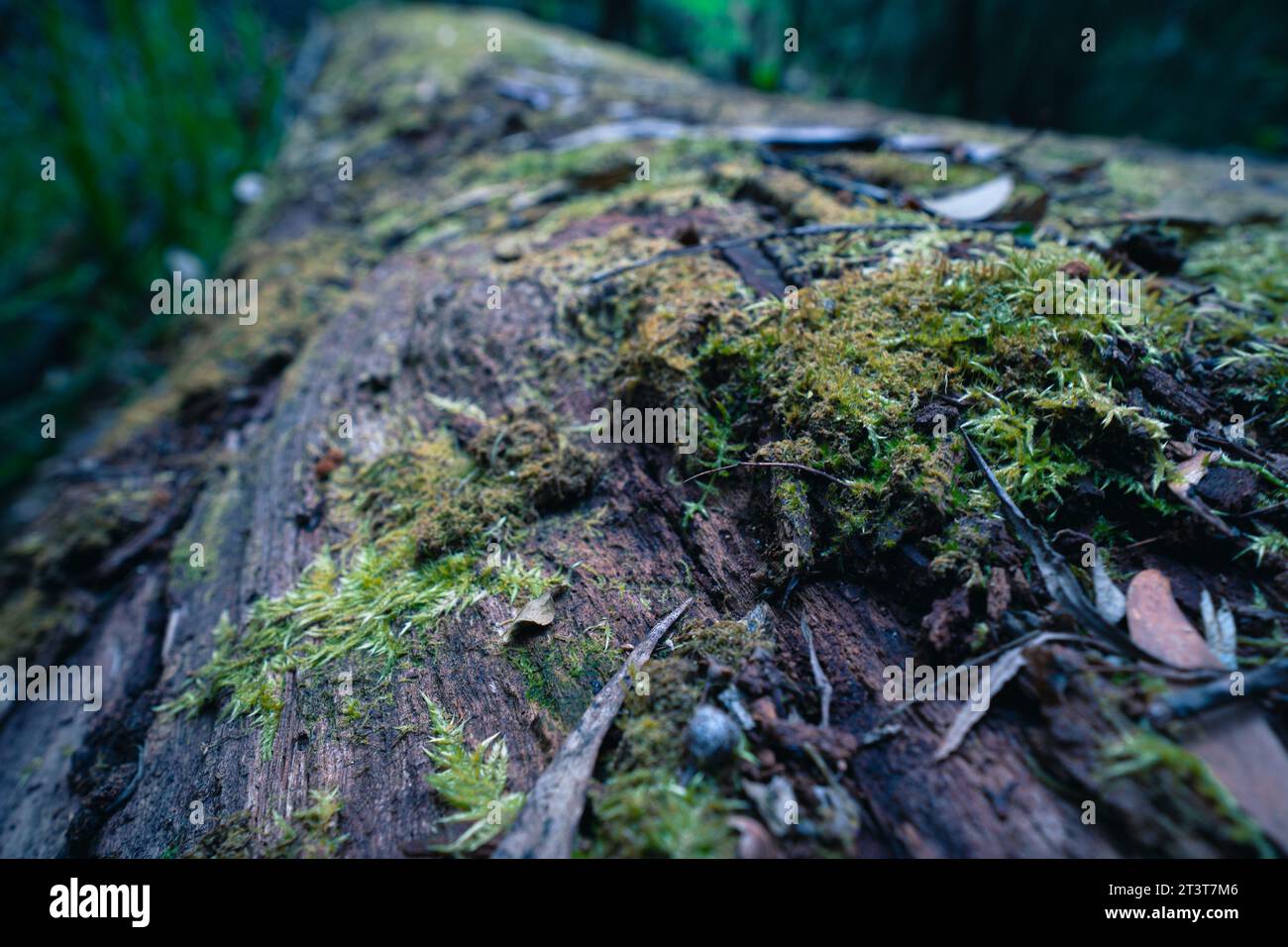 Macro Photography of a fallen tree in the middle of the hiking path of ...