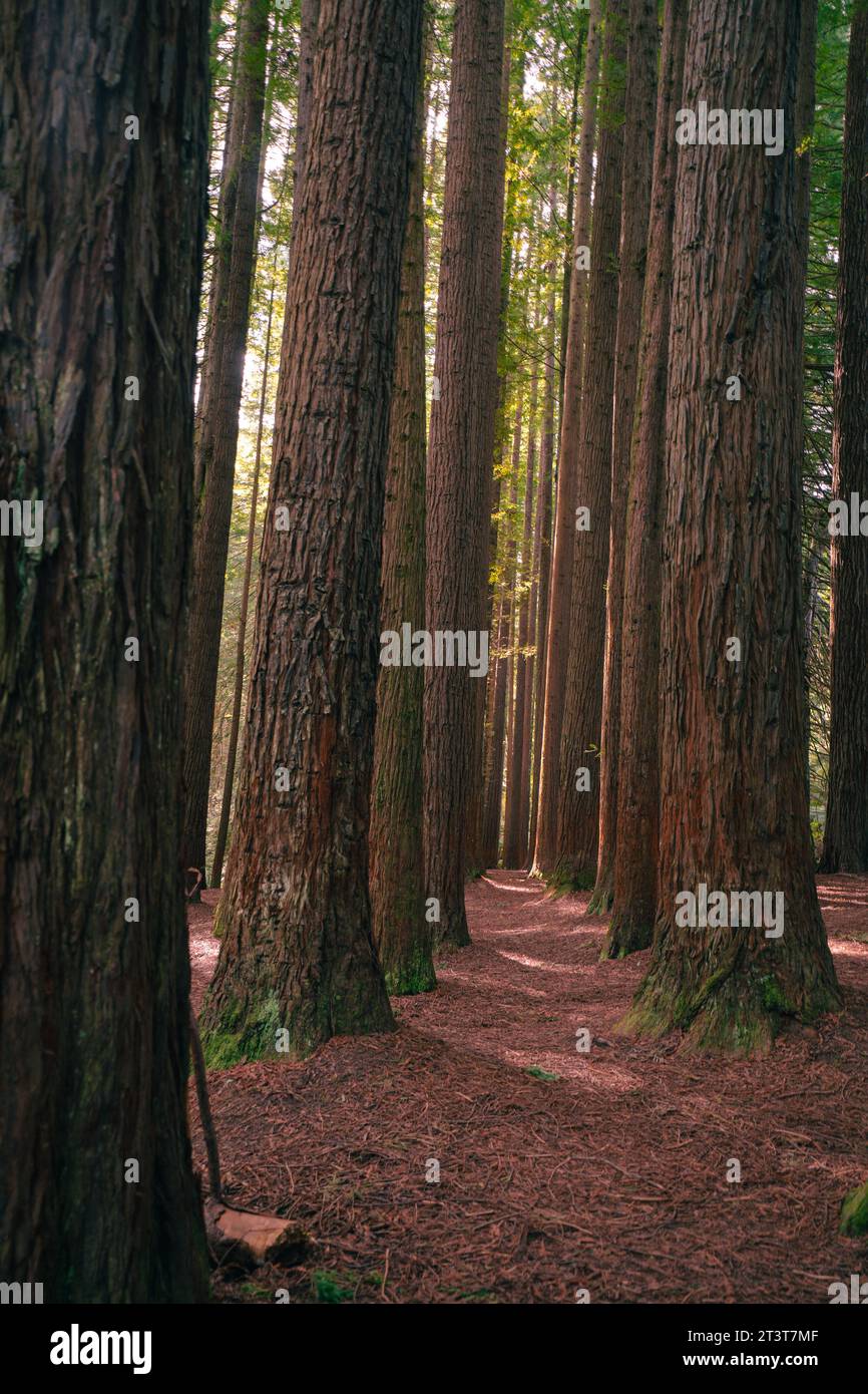 Portrait View of the beautiful Redwood Forest in the middle of the ...