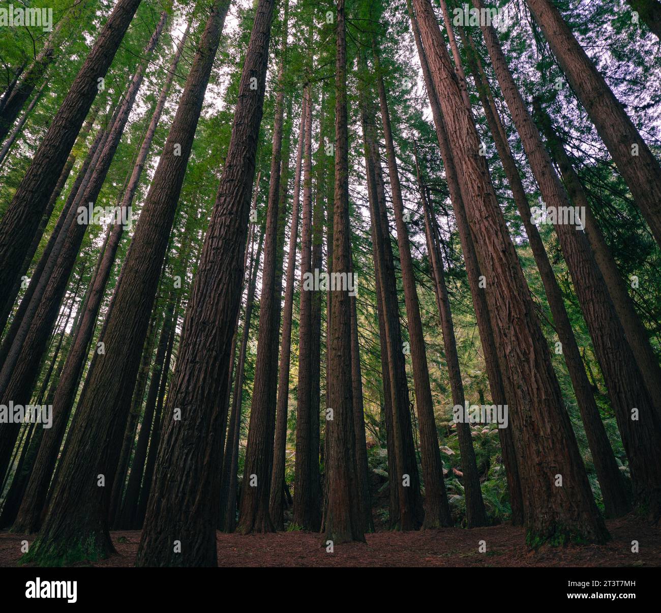 Beautiful Redwood Forest in the middle of the Great Otway National Park ...