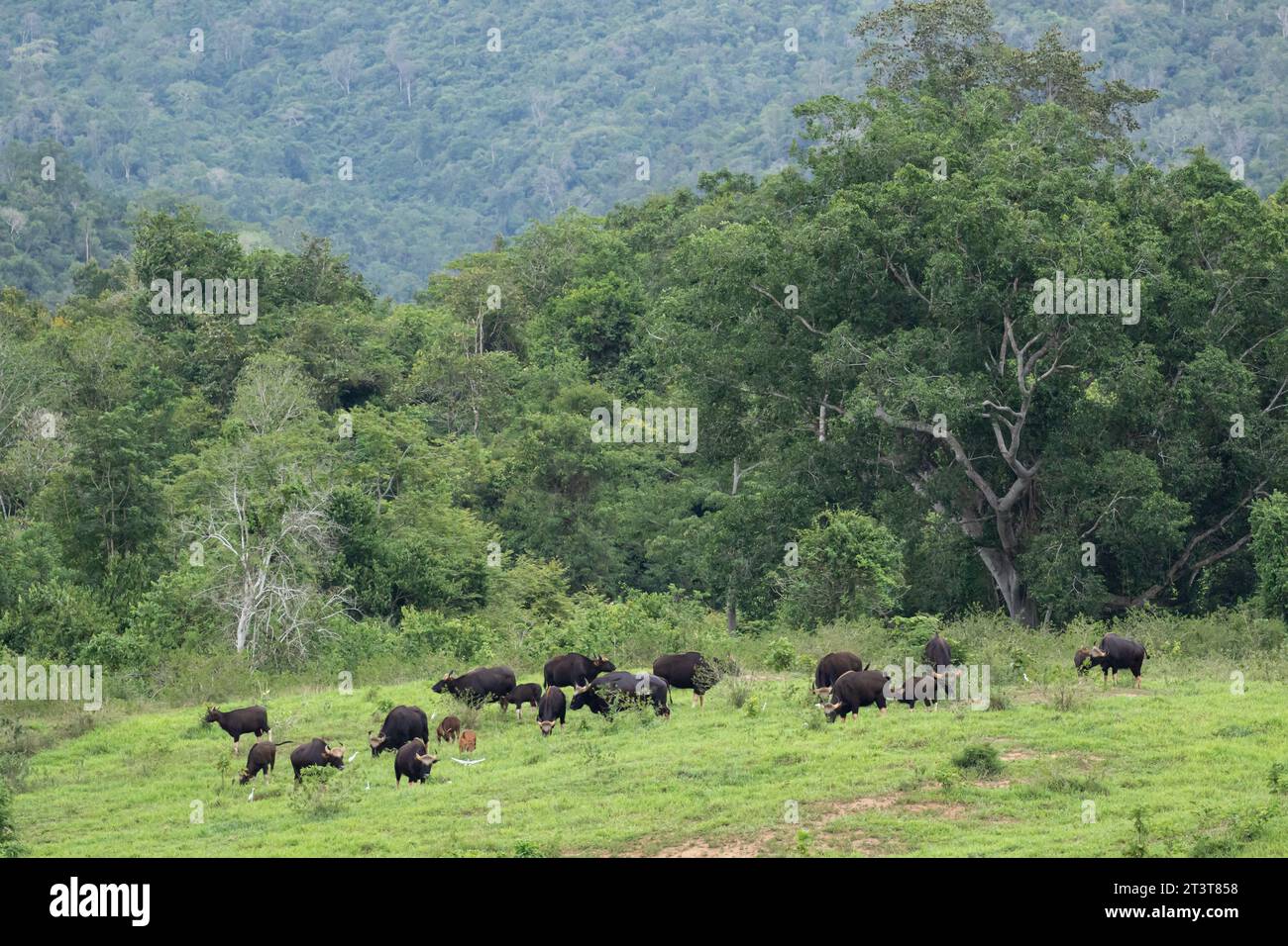 Guar Cow