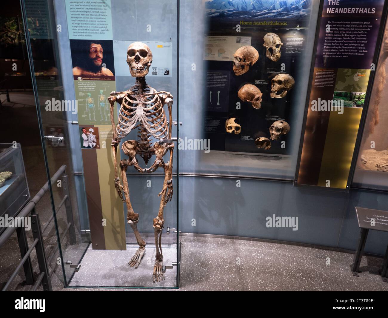 Human skulls at an exhibit at the American Museum of Natural History in ...