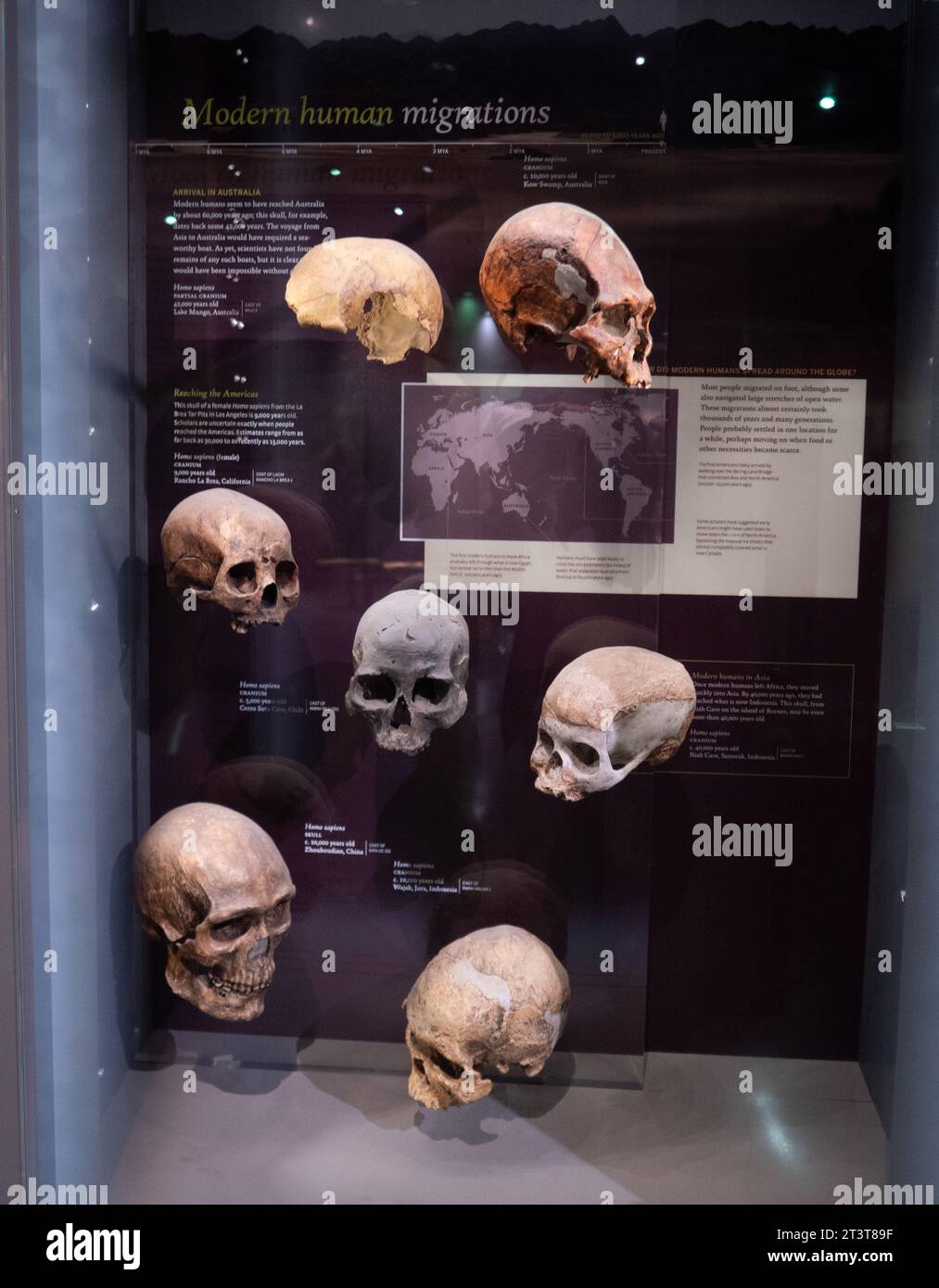 Human skulls at an exhibit at the American Museum of Natural History in ...
