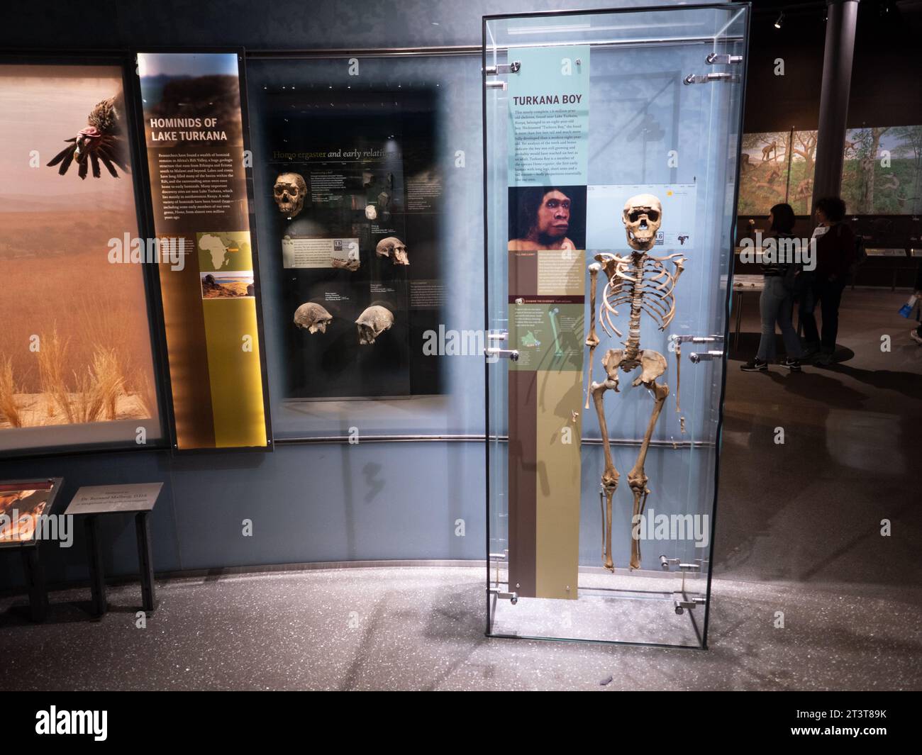 Human skulls at an exhibit at the American Museum of Natural History in ...