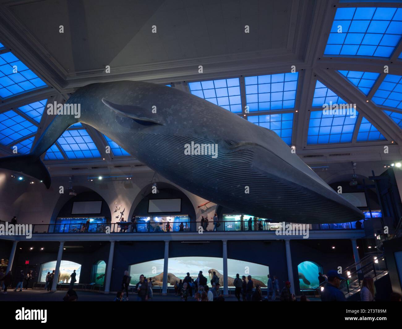 The blue whale at an exhibit at the American Museum of Natural History ...