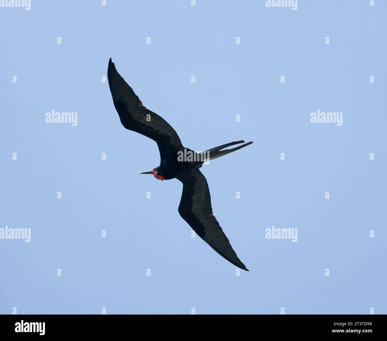 Male Magnificent Frigatebird Fregata magnificens in flight over the ...