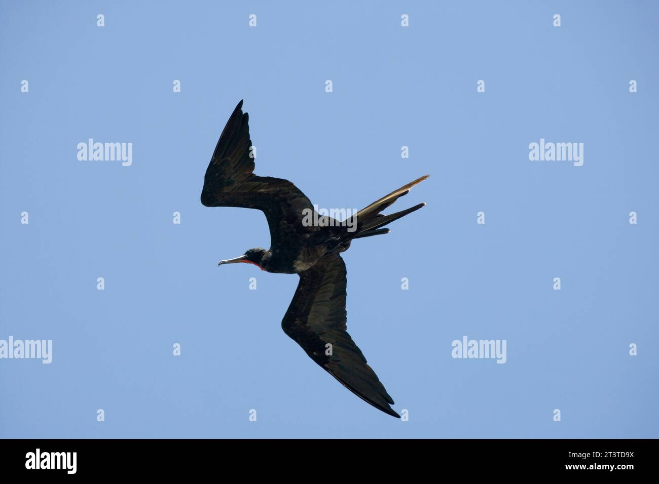 Male Magnificent Frigatebird Fregata magnificens in flight over the ...