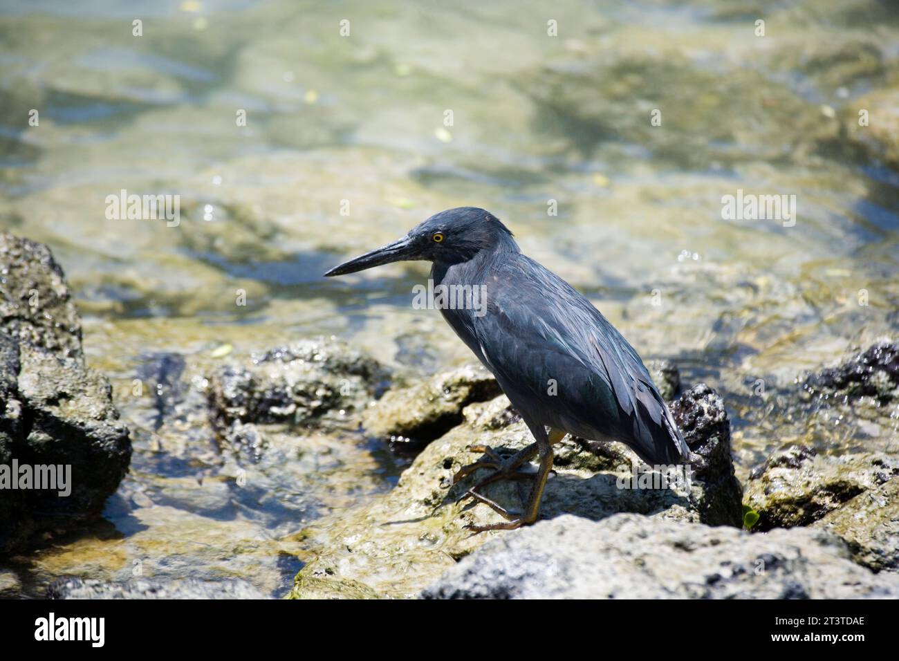 The Lava Heron Butorides sundevalli is the only endemic heron of the ...