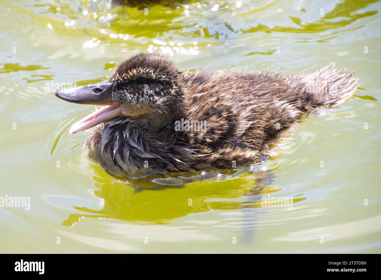 Cute duckling swimming in the pond Stock Photo - Alamy