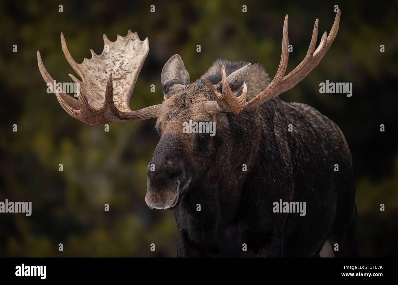 Bull Moose in Jasper National Park, Canada Stock Photo - Alamy