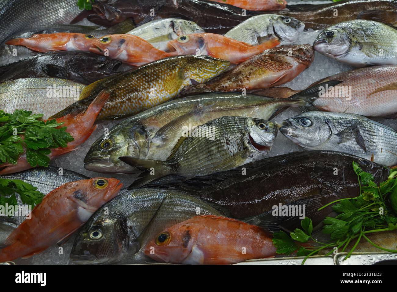 Variety of fresh Mediterranean fish on ice shown on display at a ...