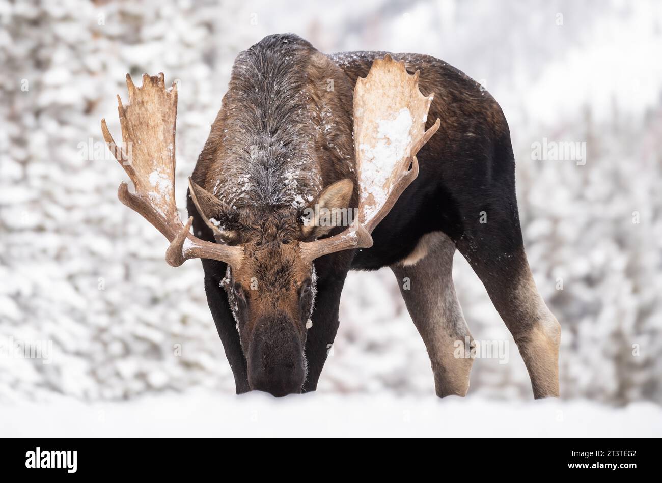 Bull Moose in Jasper National Park, Canada Stock Photo - Alamy