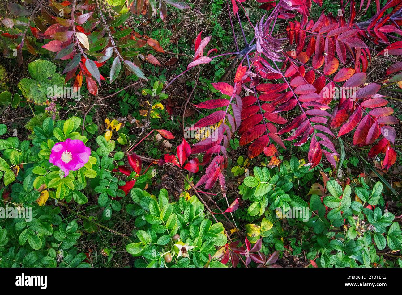 Salt spray rose and stag horn sumac scenic detail in late October Stock ...