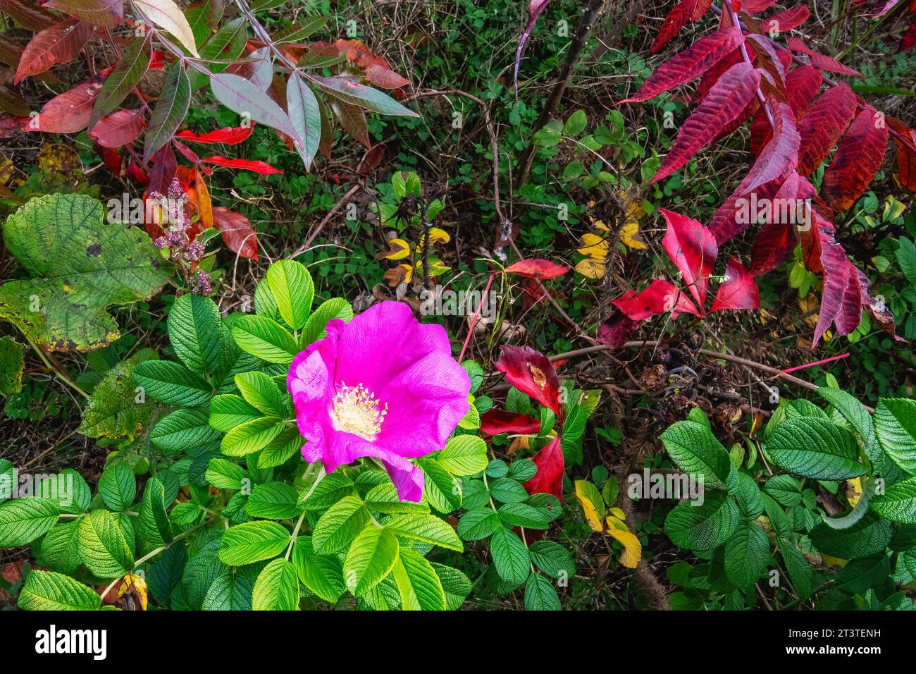 Salt spray rose and stag horn sumac scenic detail in late October Stock ...
