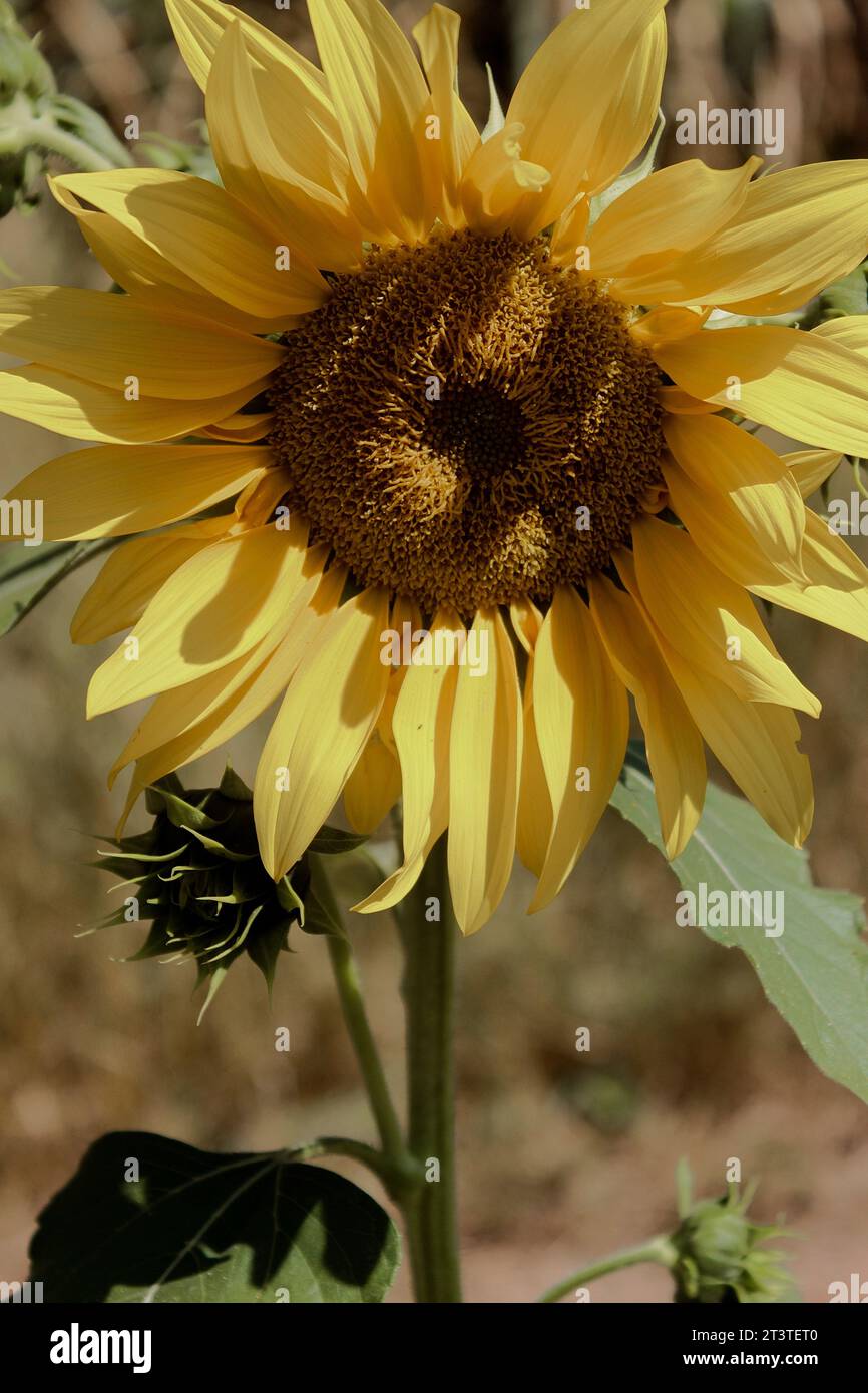 Sunflower flower, Helianthus Annuus species, Asteraceae family ...