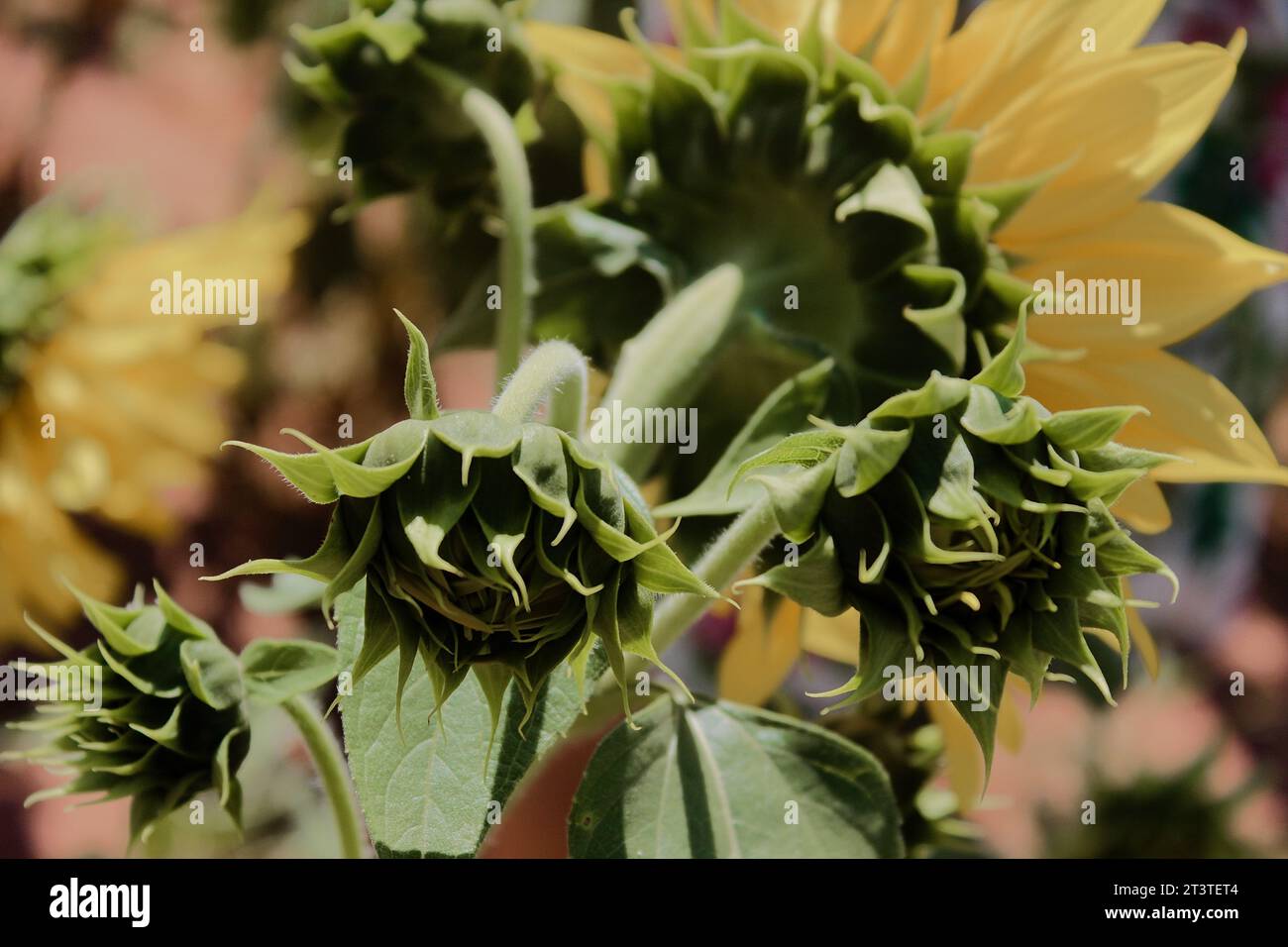 Sunflower flower bud, Helianthus Annuus species, Asteraceae family ...