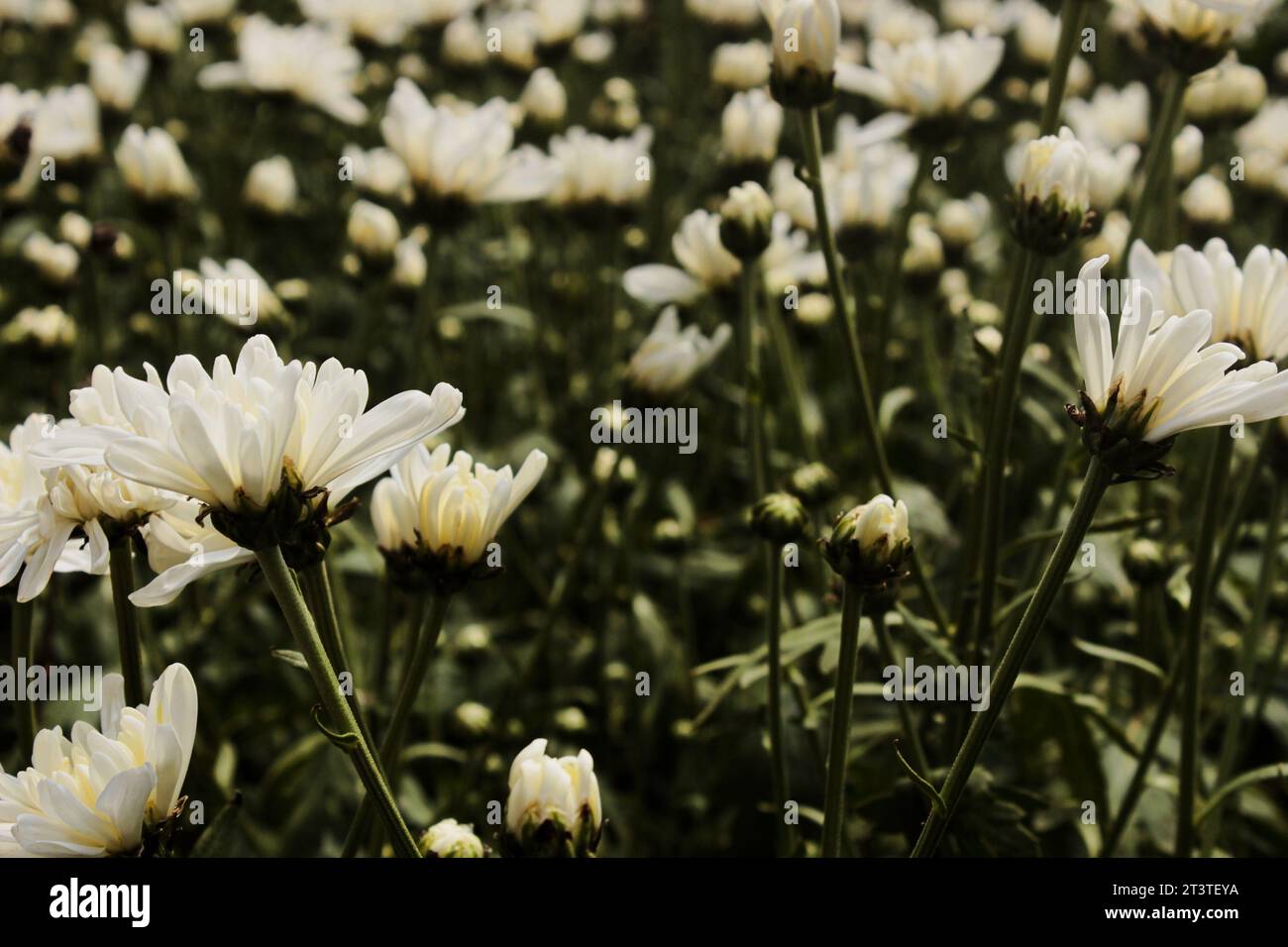 White Chrysanthemum Flowers, a plant from the Asteraceae family, cultivated in a cut flower ...