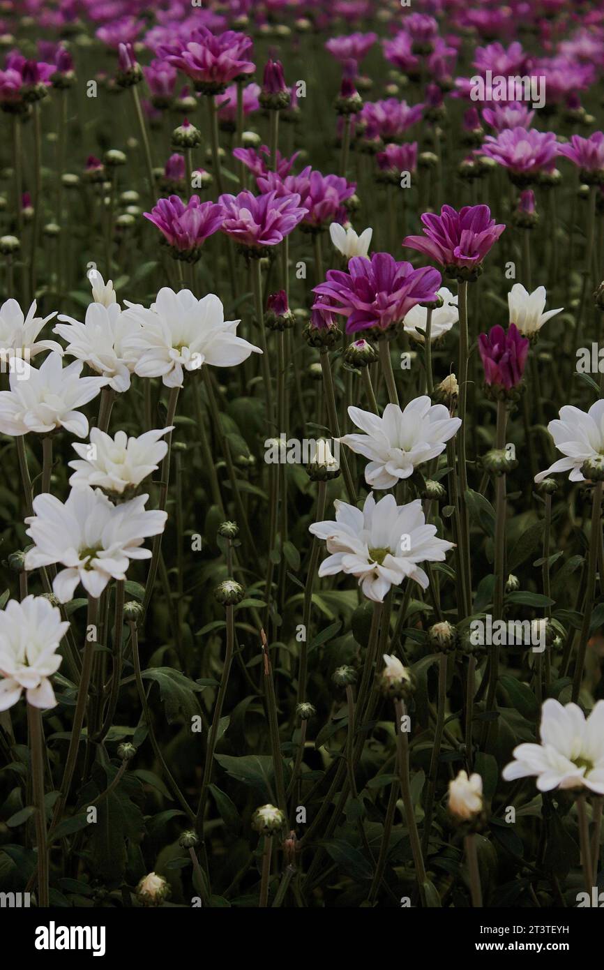 Ornamental plant producers hi-res stock photography and images - Alamy