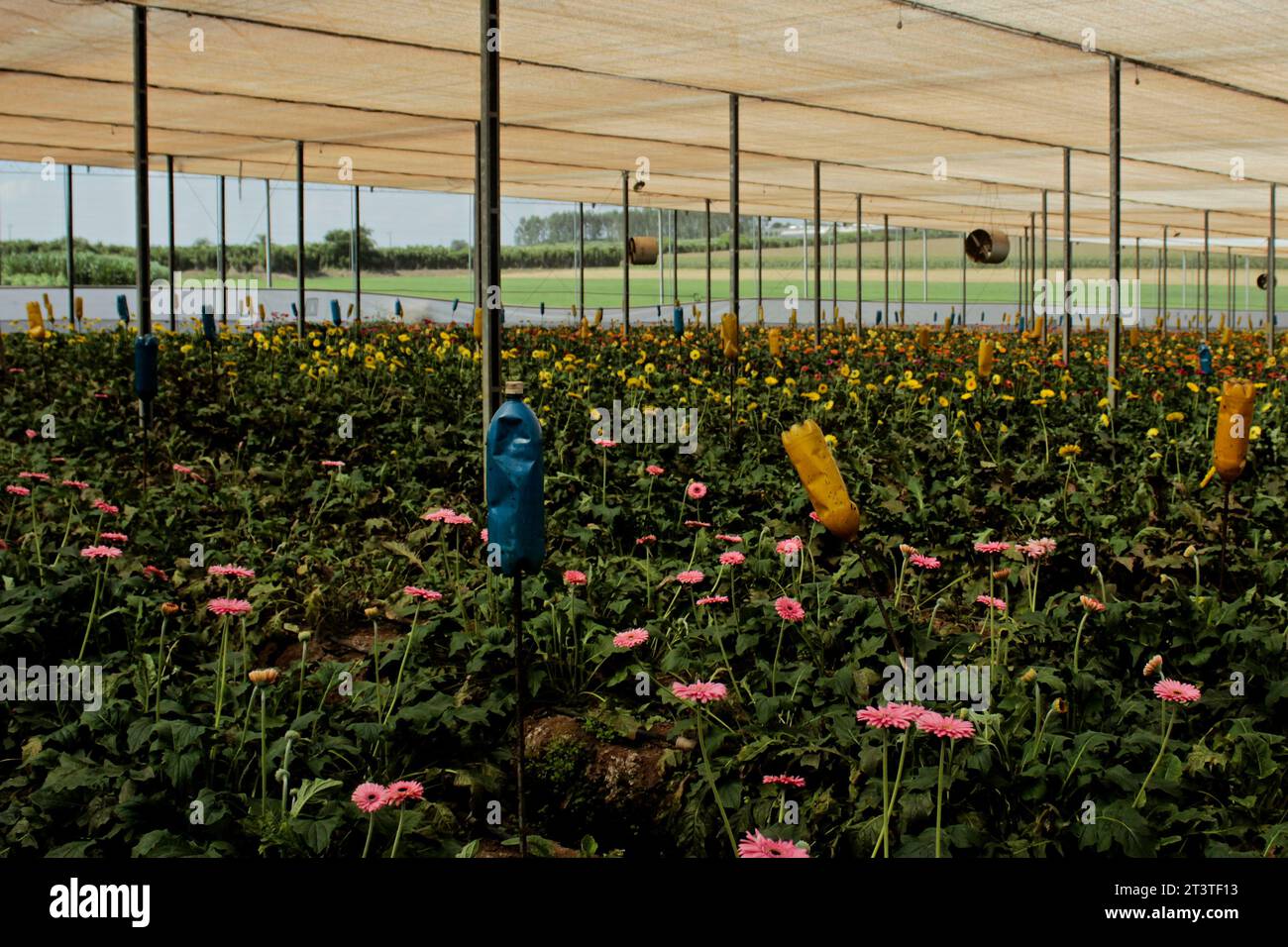 Cultivation of pink, yellow and orange gerbera flowers in a seedling ...