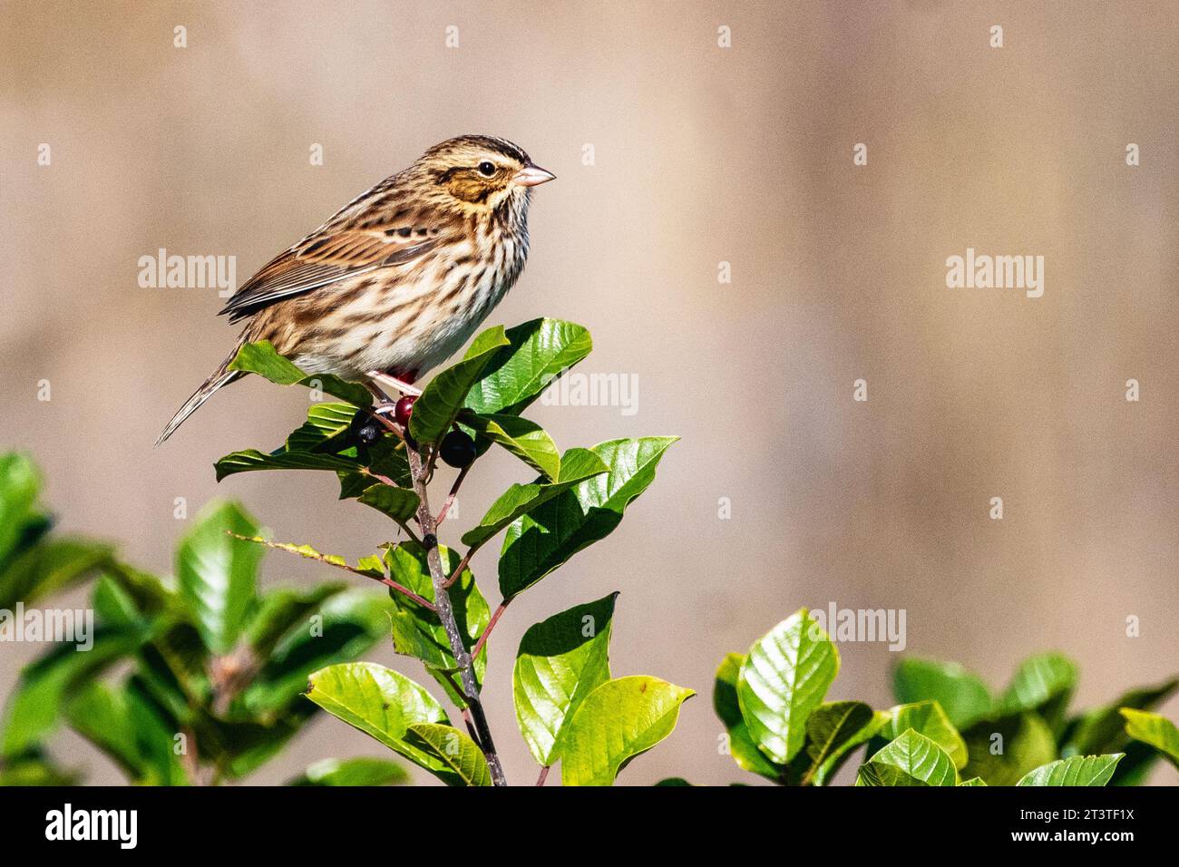 Migration of birds hi-res stock photography and images - Alamy
