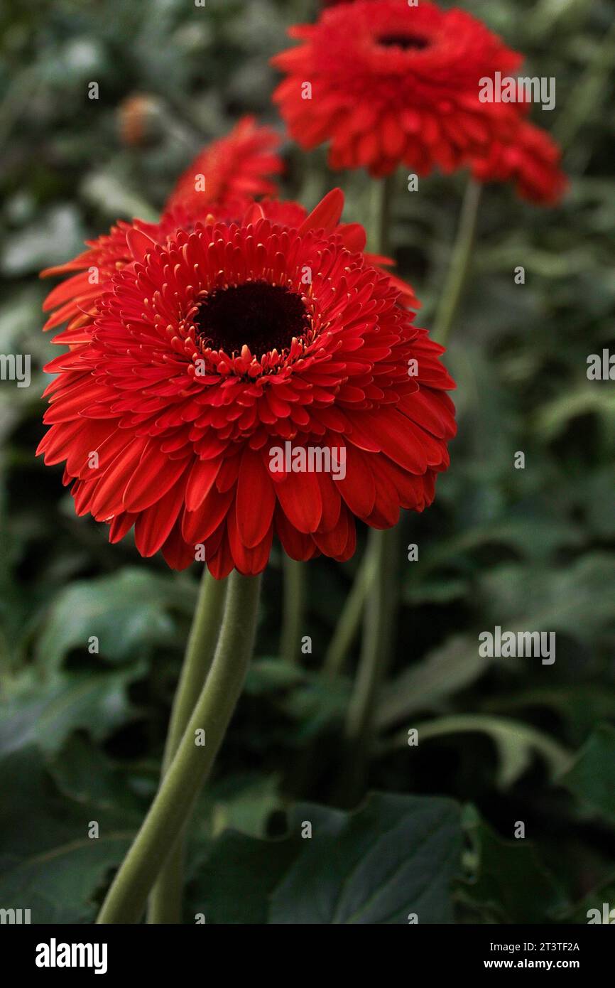 Gerbera flowers, red in color, a plant from the Asteraceae family ...