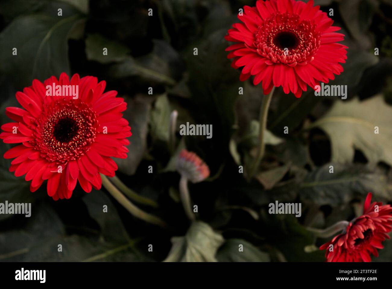 Gerbera flowers, red in color, a plant from the Asteraceae family ...