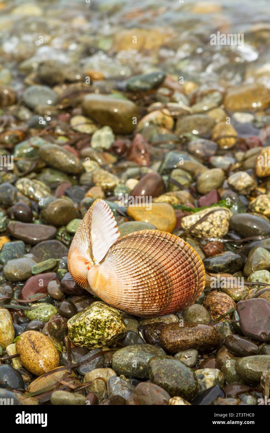Cockle shell hi-res stock photography and images - Alamy