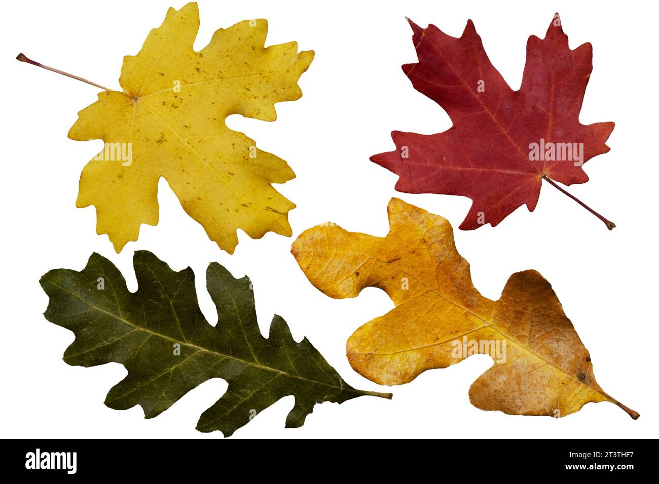 collection colorful autumn leaves of deciduous trees. Maple, oak ...