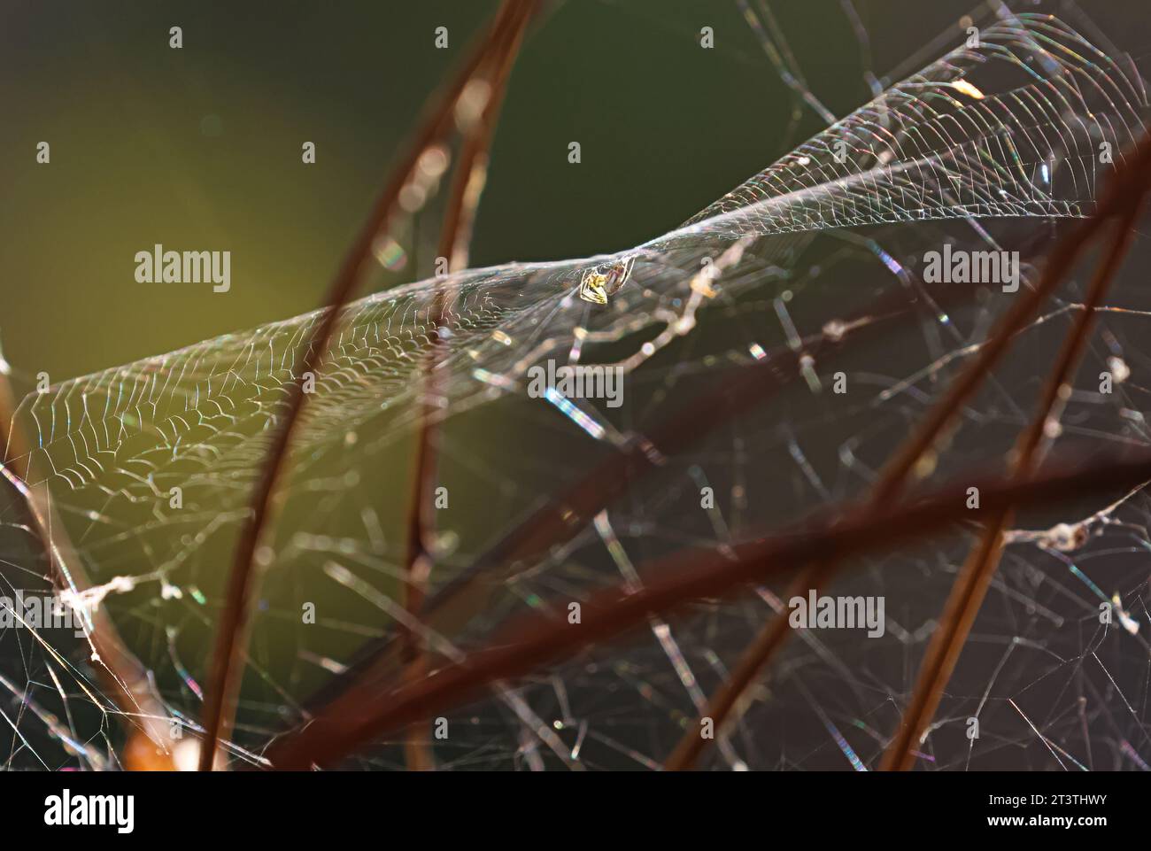 Spidie hi-res stock photography and images - Alamy