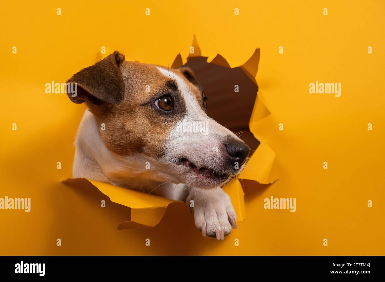 Funny jack russell terrier comes out of a paper orange background ...