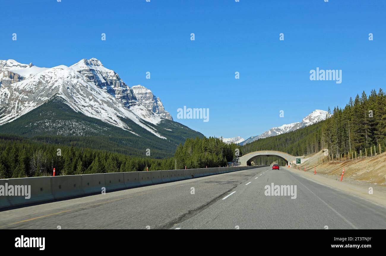 Overpass for wildlife, Trans-Canada Highway, Banff National Park, Canada Stock Photo - Alamy