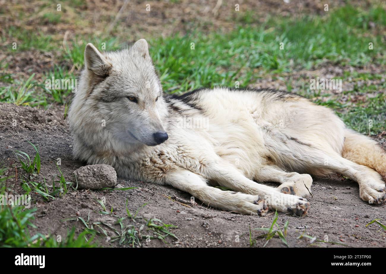 Cute Wolfdog, Canada Stock Photo - Alamy
