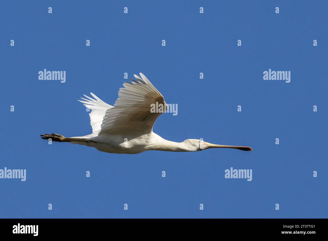 Spoonbill flight flying blue hi-res stock photography and images - Alamy