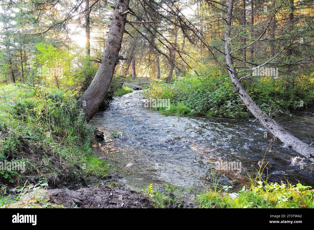 Crooked and leaning trees over a small riverbed flowing through a dense ...